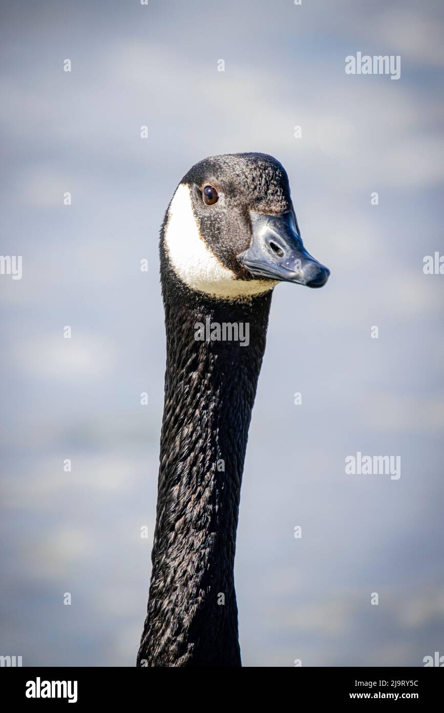 Timnath colorado hi-res stock photography and images - Alamy