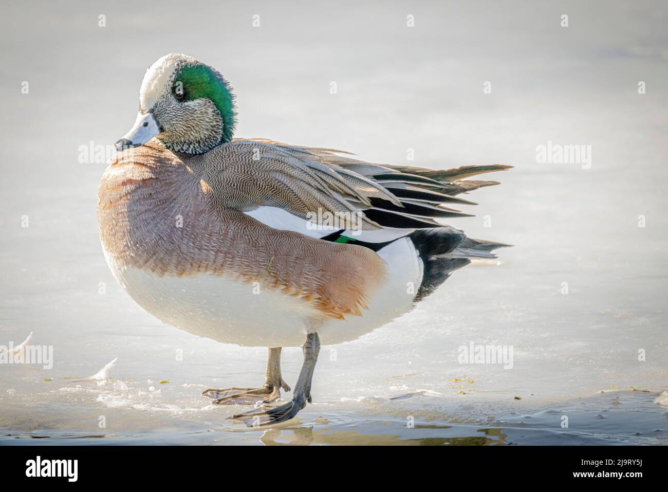 American wigeon close up hi-res stock photography and images - Alamy