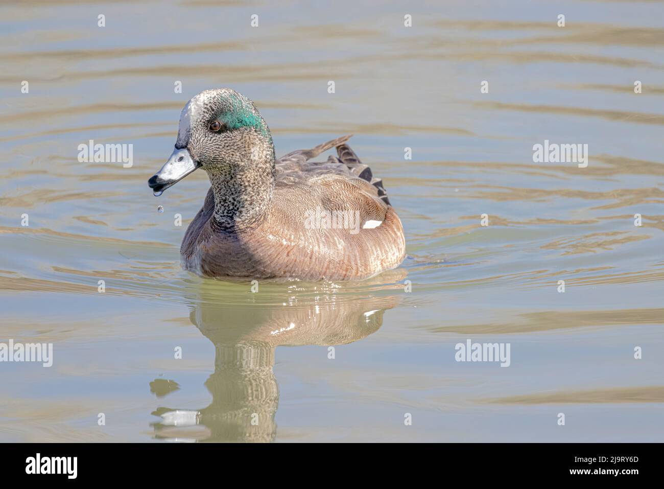 American wigeon duck hi-res stock photography and images - Alamy