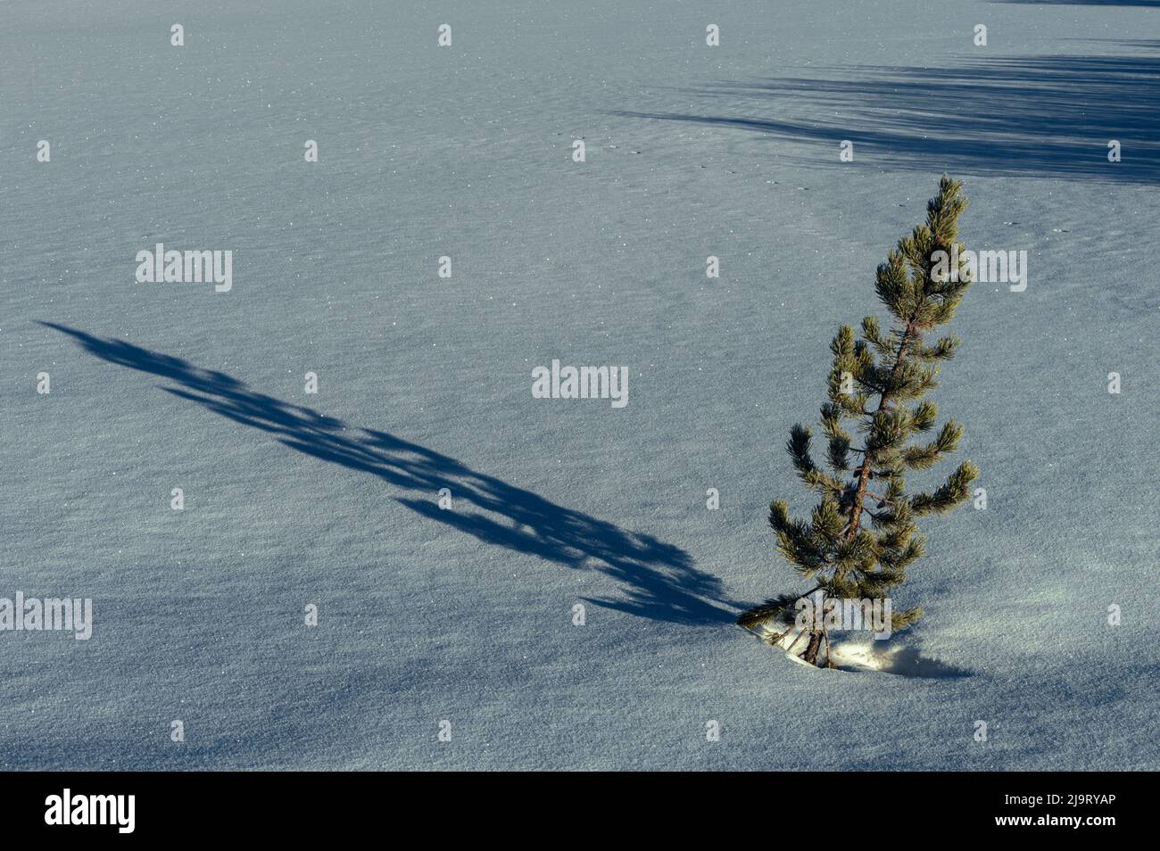 Casts tree shadow High Resolution Stock Photography and Images - Alamy