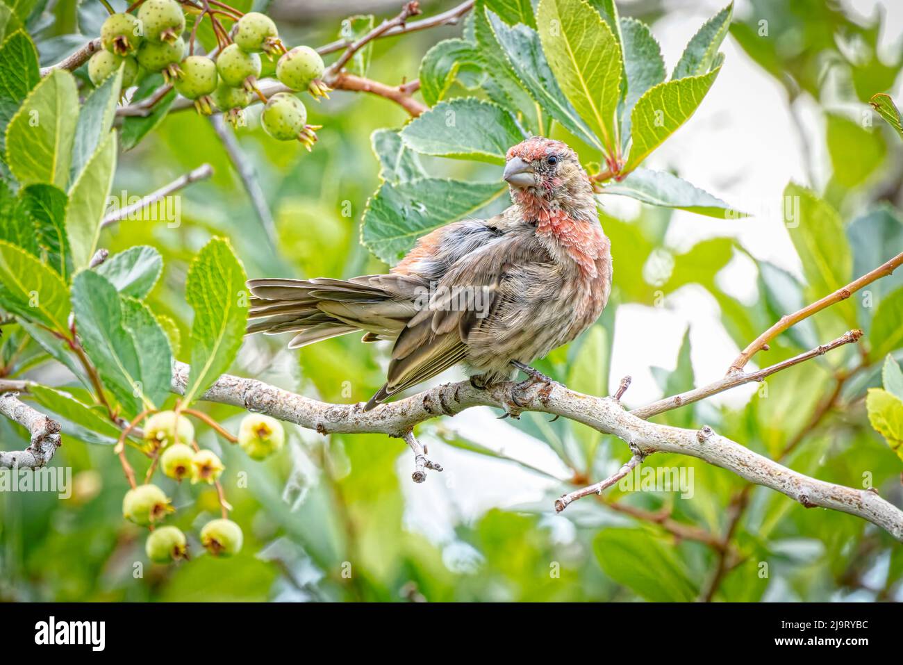 USA, Colorado, Fort Collins. Male house finch in a Hawthorne tree Stock ...