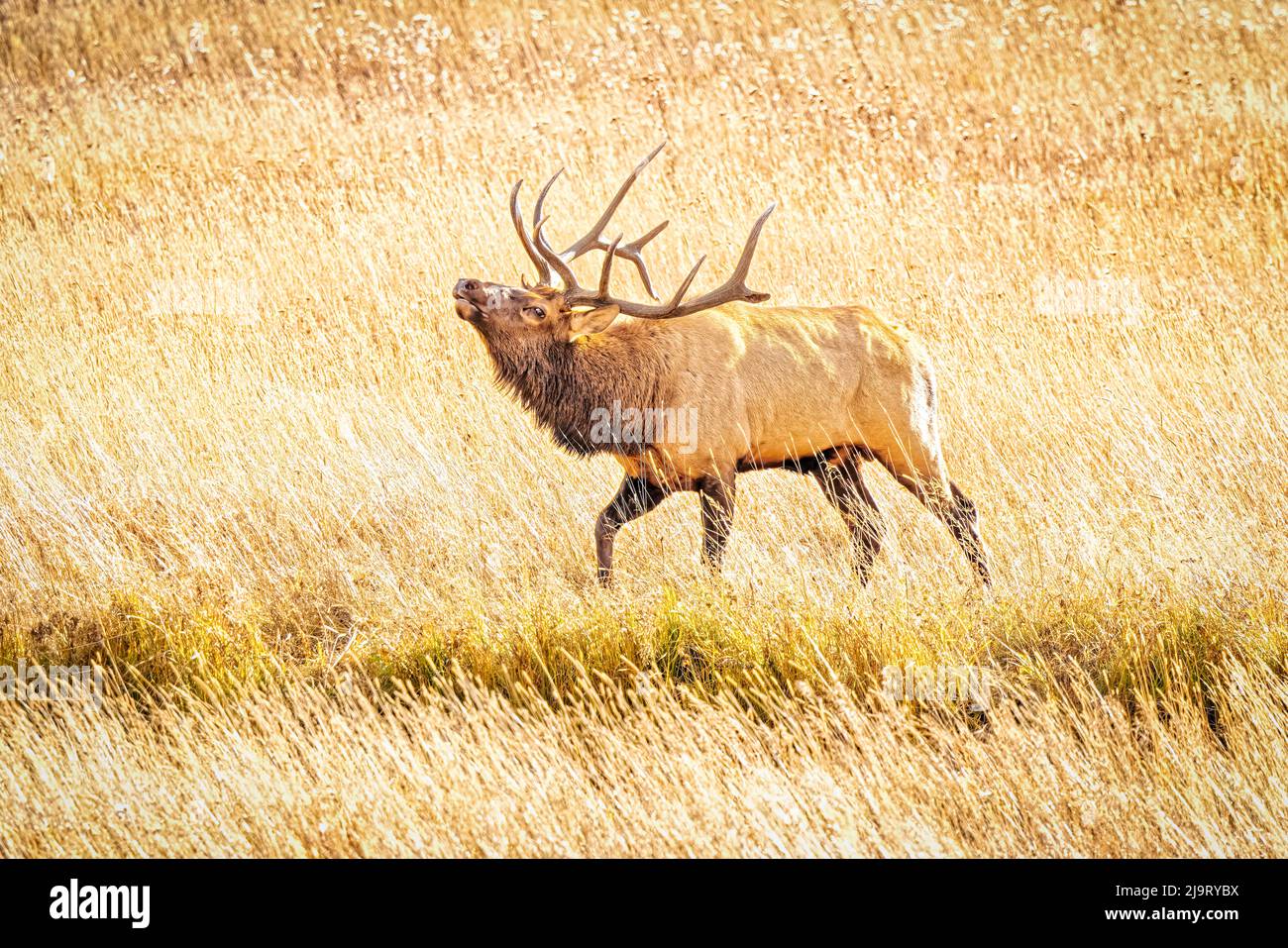 USA, Colorado, Rocky Mountain National Park. North American elk male ...