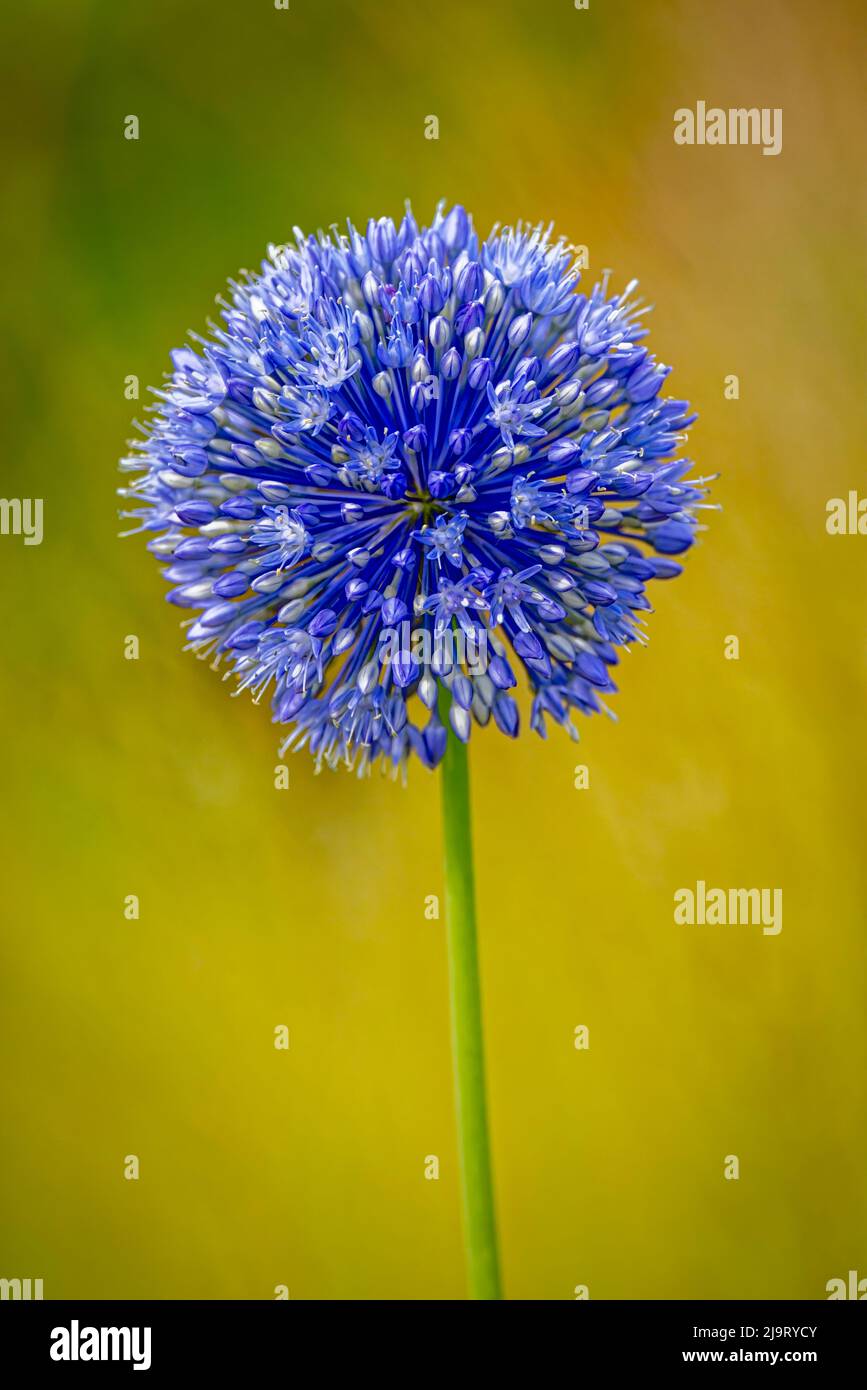 Blue allium flower hi-res stock photography and images - Alamy