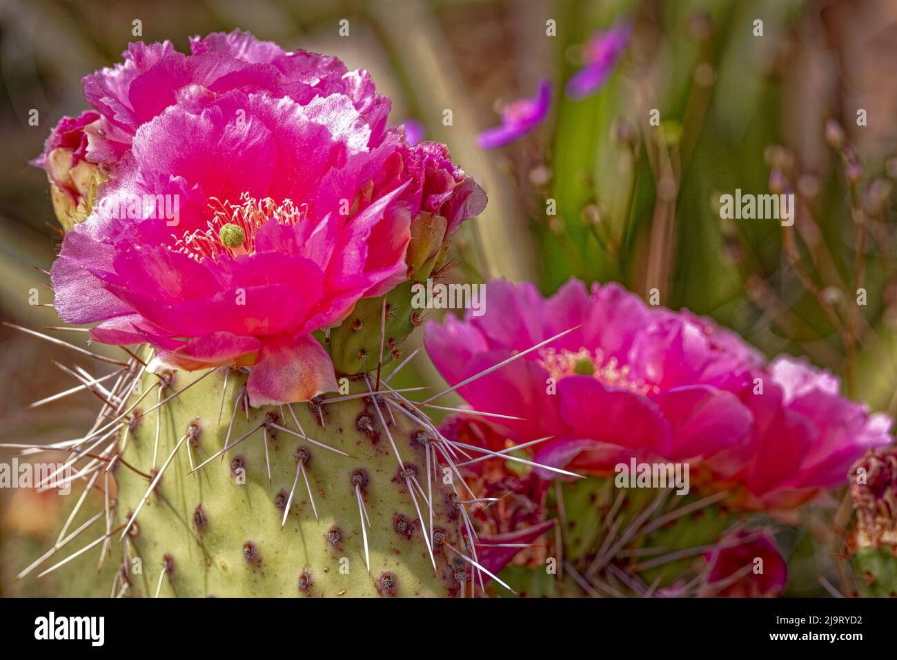 Pear collins hi-res stock photography and images - Alamy