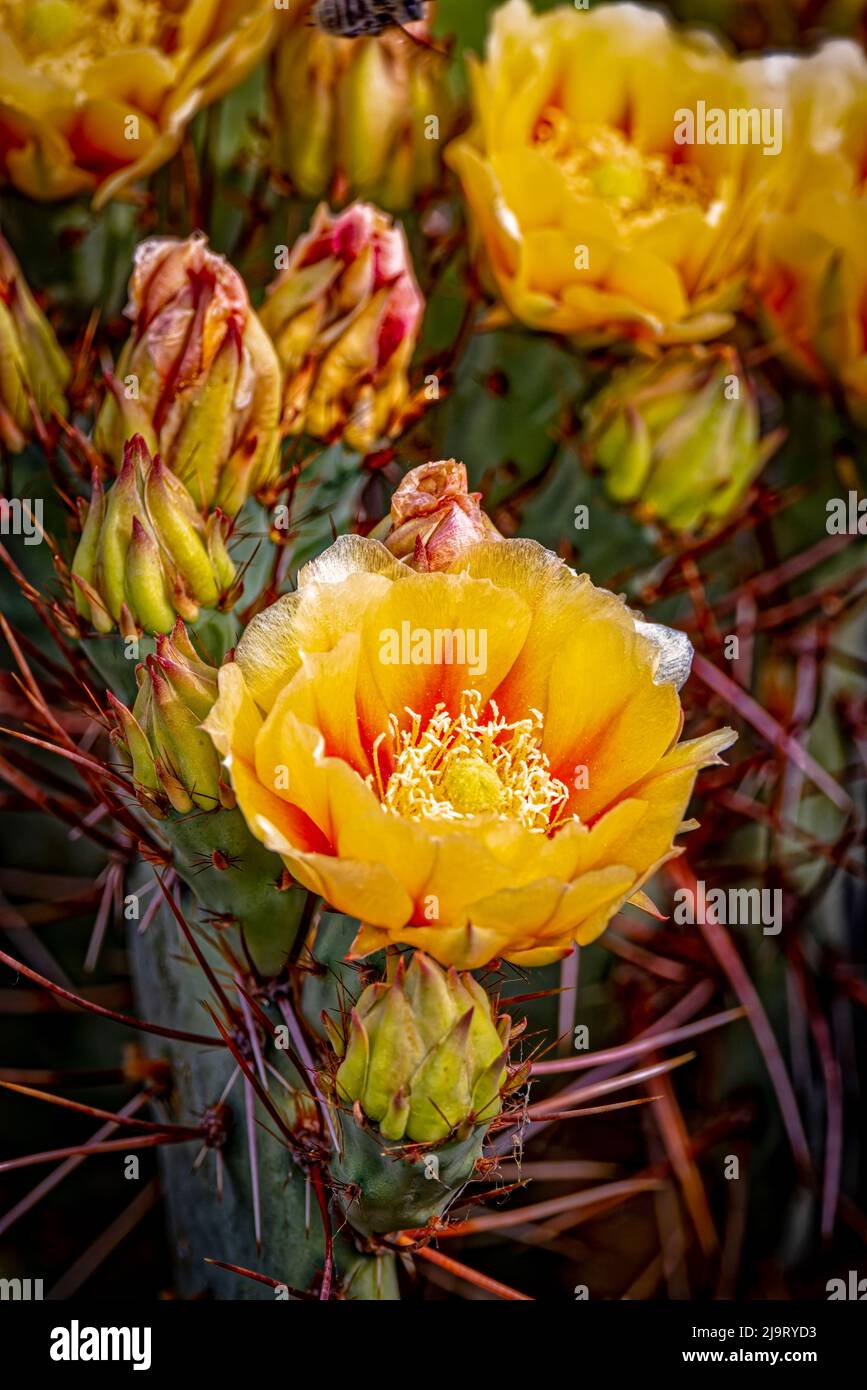 Pear collins hi-res stock photography and images - Alamy