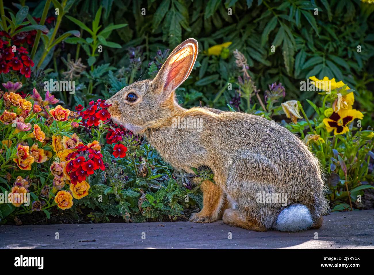 Eastern cottontail rabbit close up hi-res stock photography and images ...