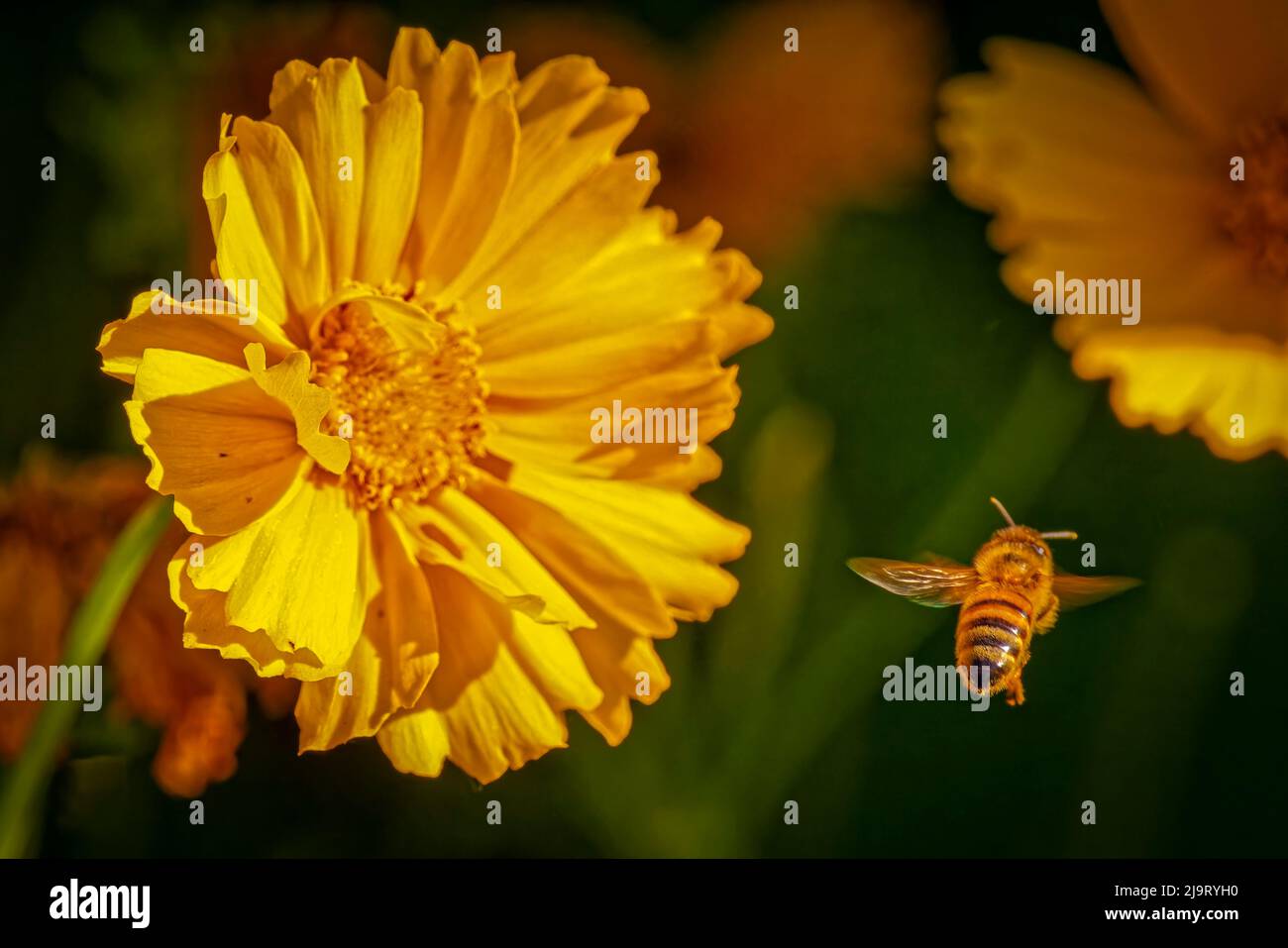 USA, Colorado, Fort Collins. Honey bee flying near yellow flower Stock ...