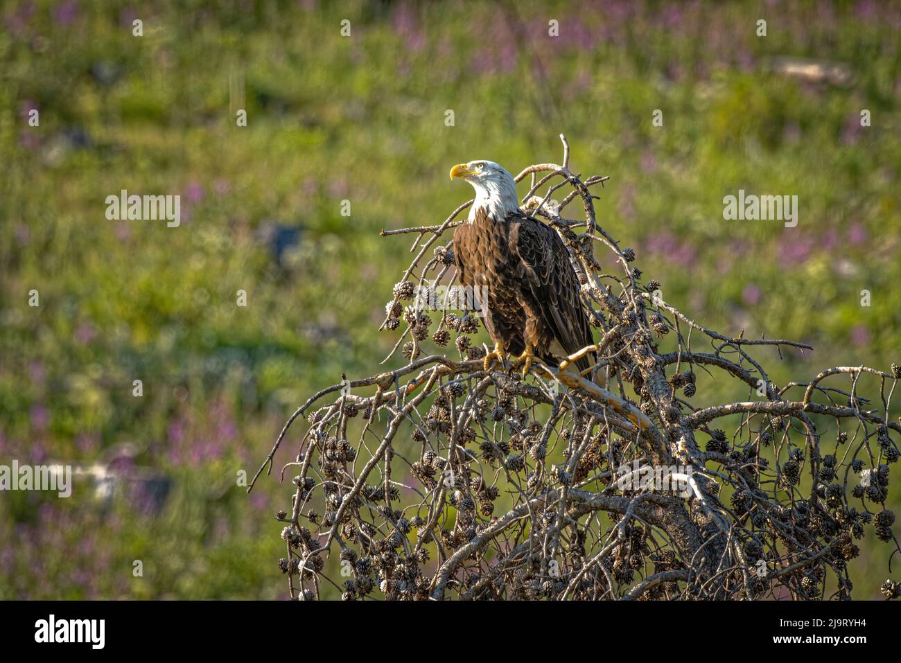 USA, Colorado, Cameron Pass. Bald eagle in dead tree Stock Photo - Alamy