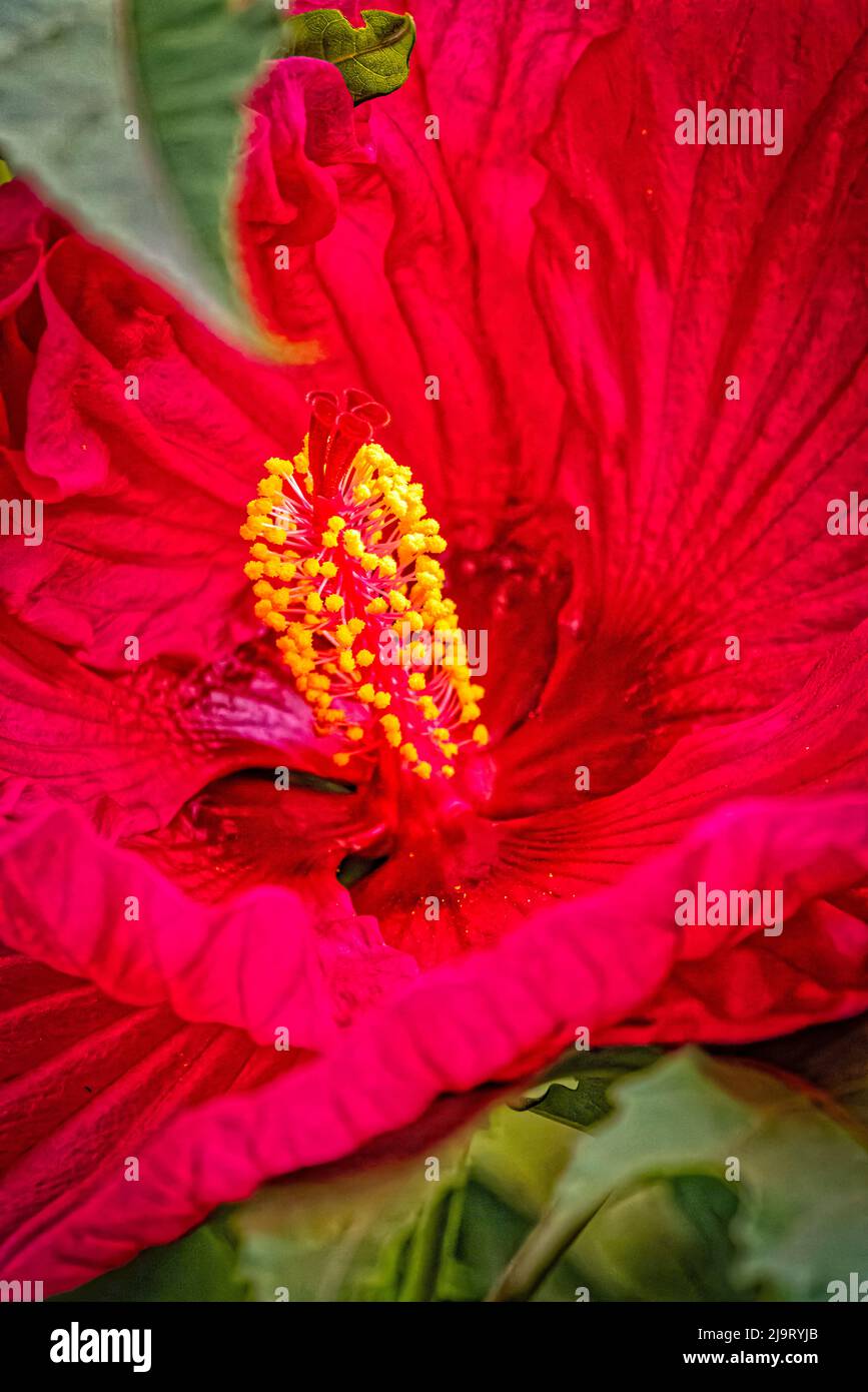 USA, Colorado, Fort Collins. Hibiscus flower detail Stock Photo - Alamy