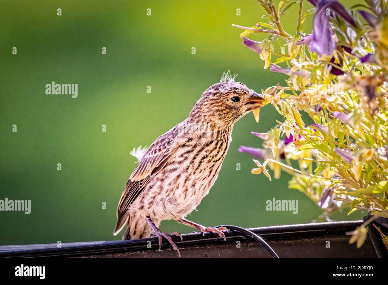 Fledgling house finch hi-res stock photography and images - Alamy