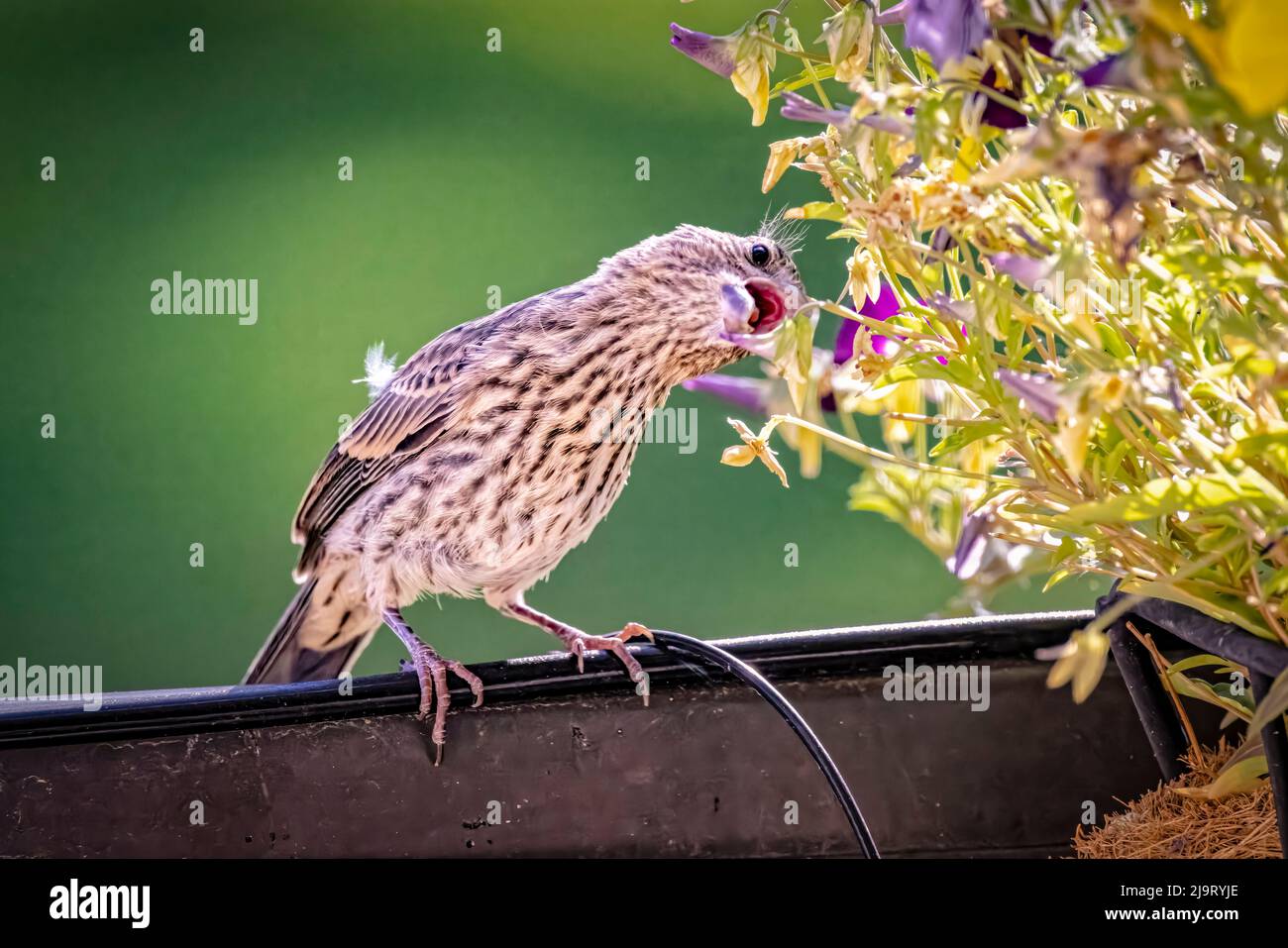 Fledgling house finch hi-res stock photography and images - Alamy