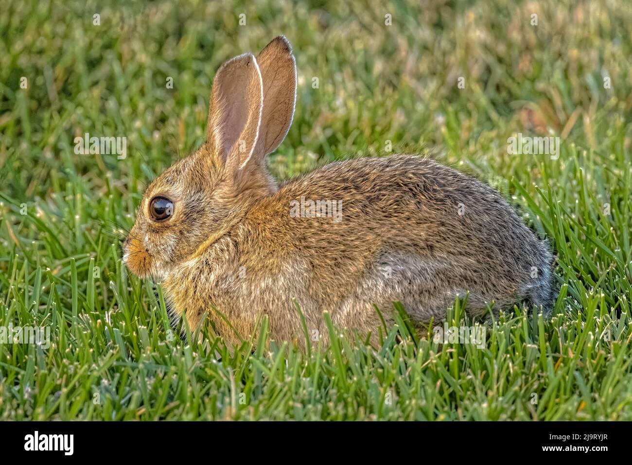 Eastern cottontail rabbit close up hi-res stock photography and images ...