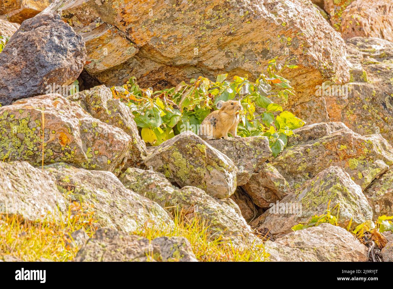 USA, Colorado, Trap Lake. American pika gathering food for winter Stock ...