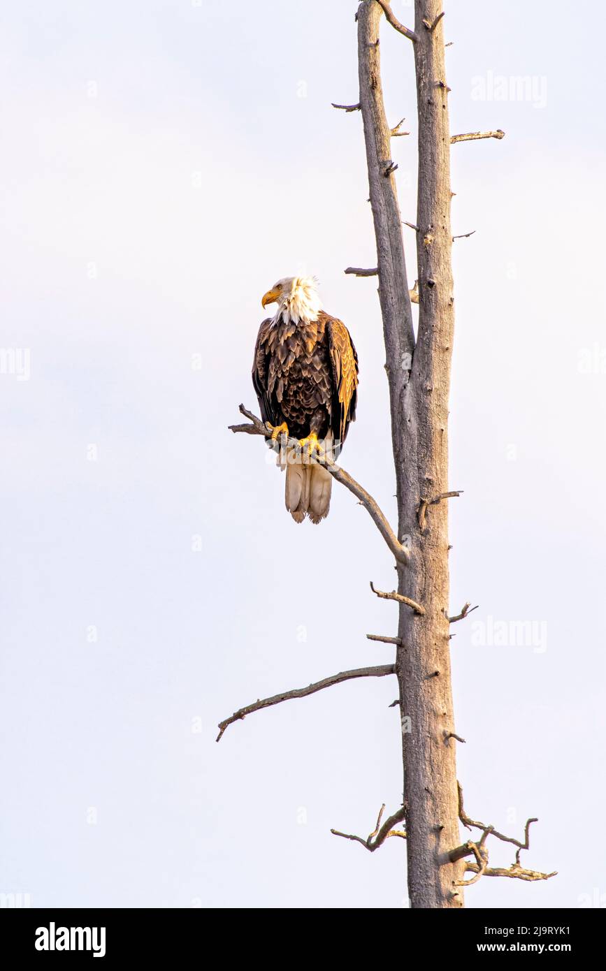 USA, Colorado. Mature bald eagle in dead tree Stock Photo - Alamy