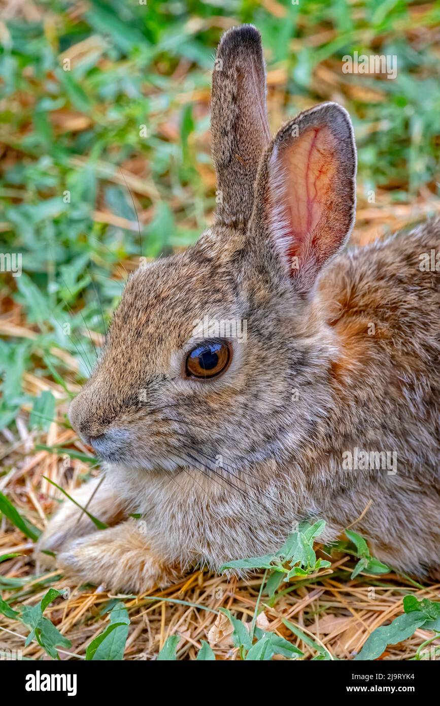 USA, Colorado, Fort Collins. Eastern cottontail rabbit close-up Stock ...