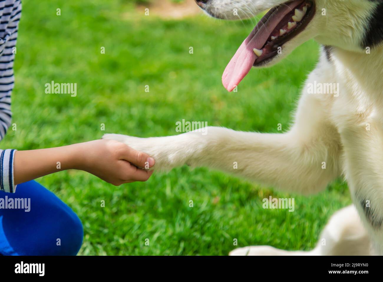 The dog gives a paw to a man. Selective focus Stock Photo - Alamy