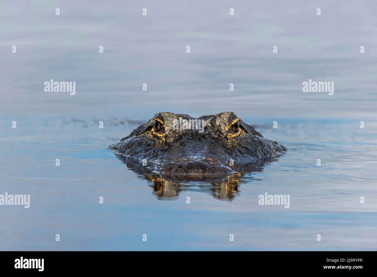 American alligator from eye level with water, Myakka River State Park ...
