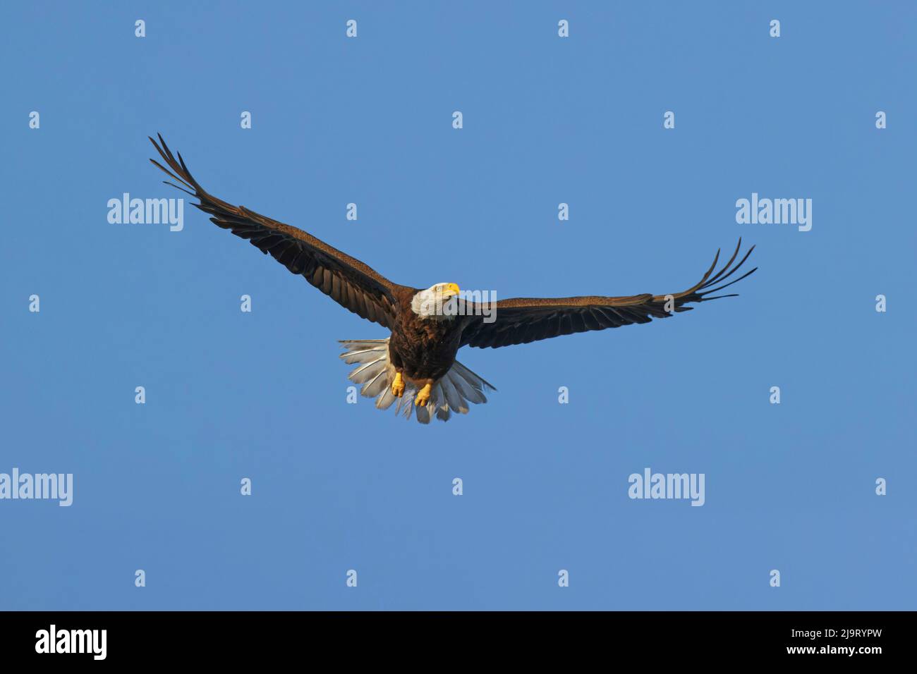 Bald eagle flying, Florida Stock Photo - Alamy