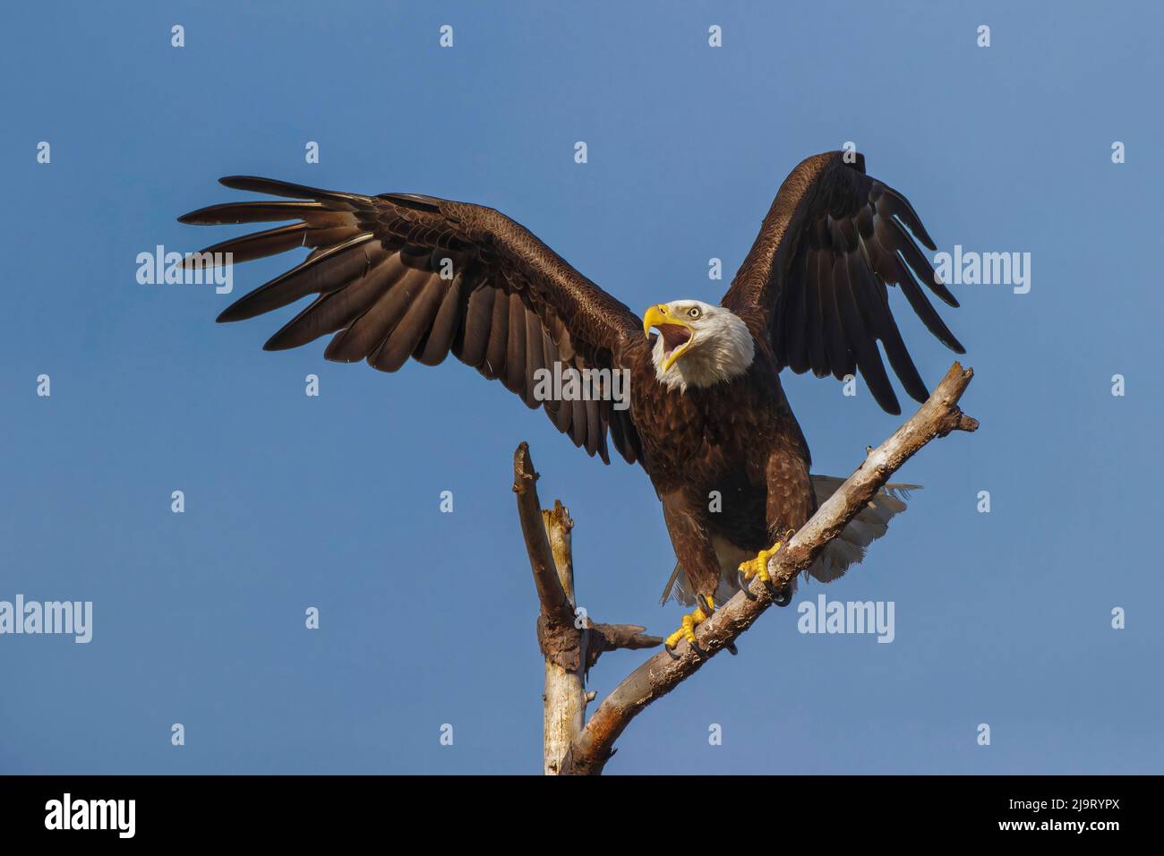 Bald eagle flying, Florida Stock Photo - Alamy