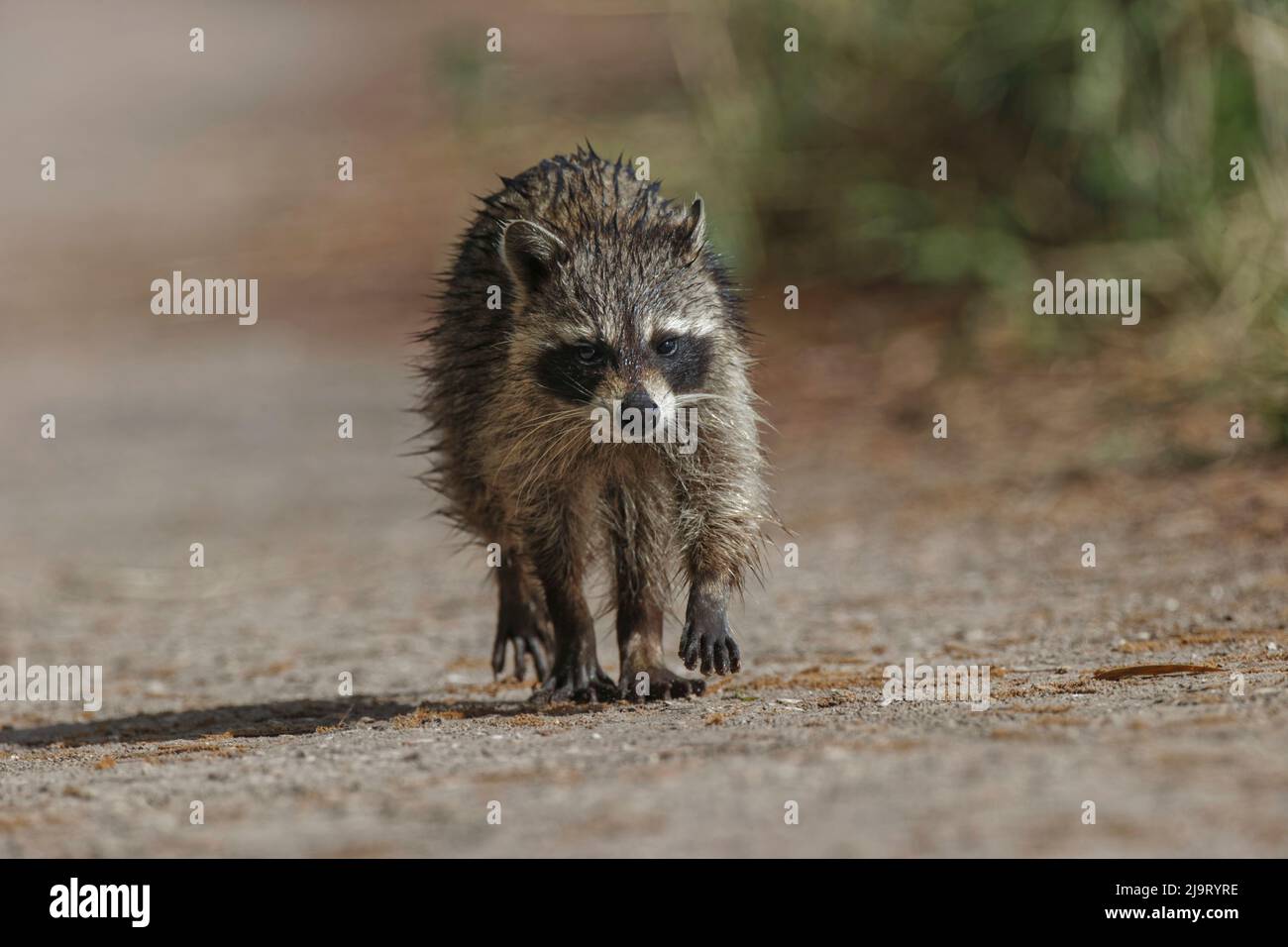 Raccoon walking, Circle B Ranch, Florida Stock Photo - Alamy