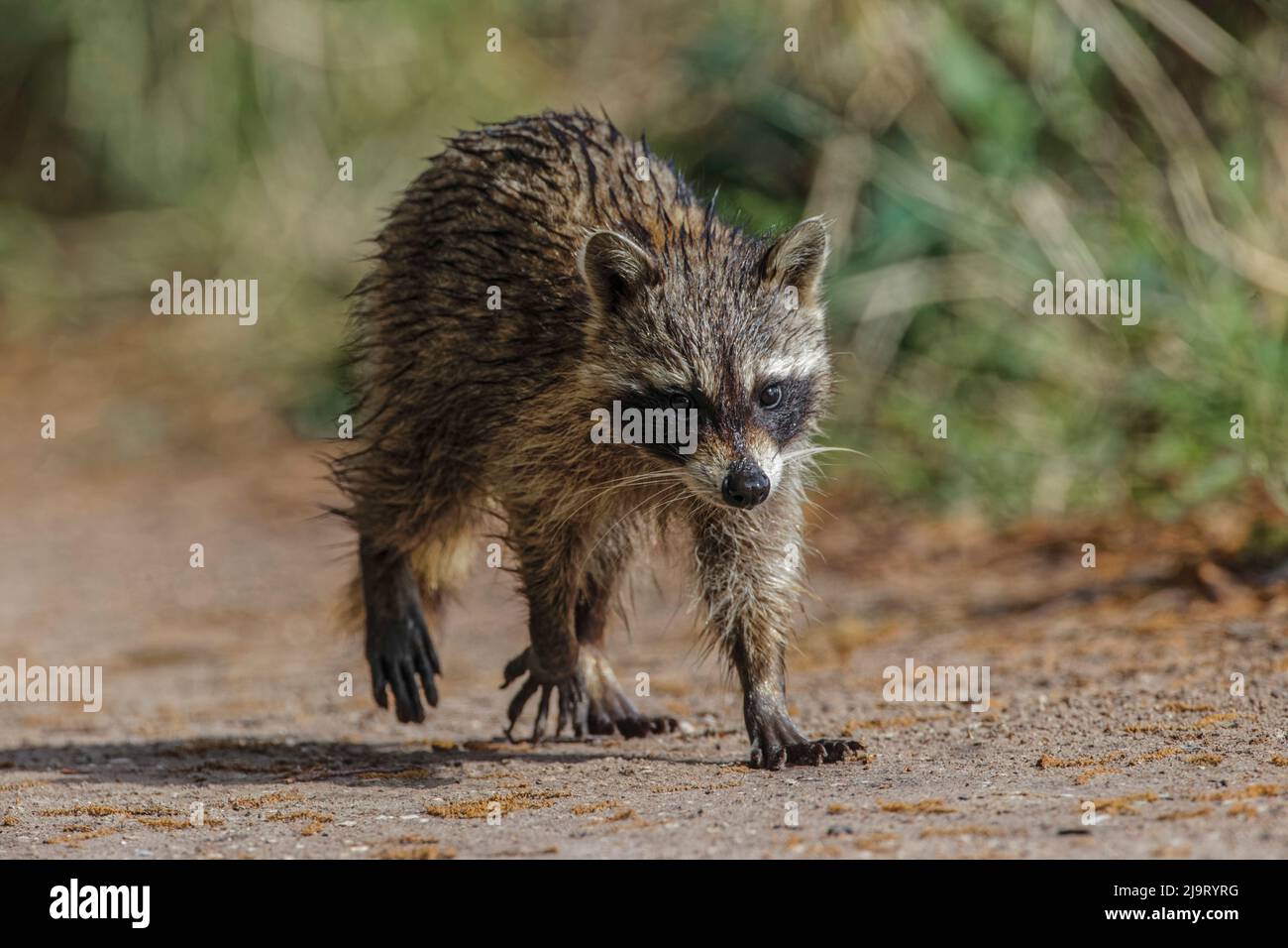 Ranch raccoon hi-res stock photography and images - Alamy
