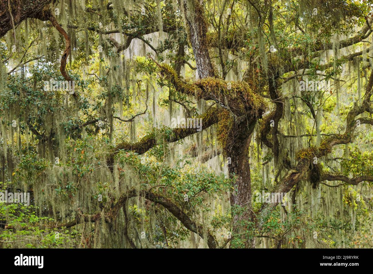 Draped with spanish moss hi-res stock photography and images - Alamy