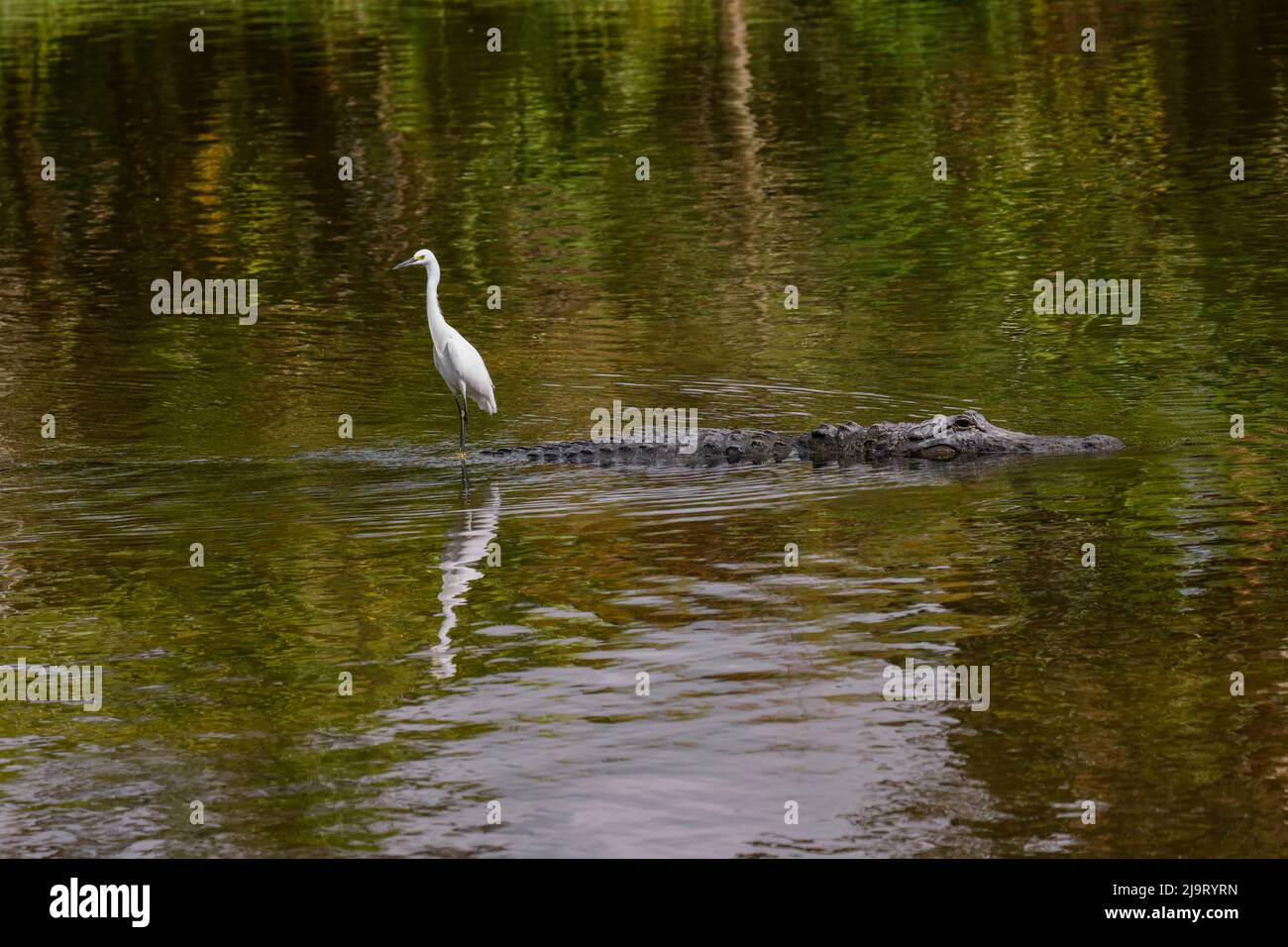 Riding an alligator hi-res stock photography and images - Alamy