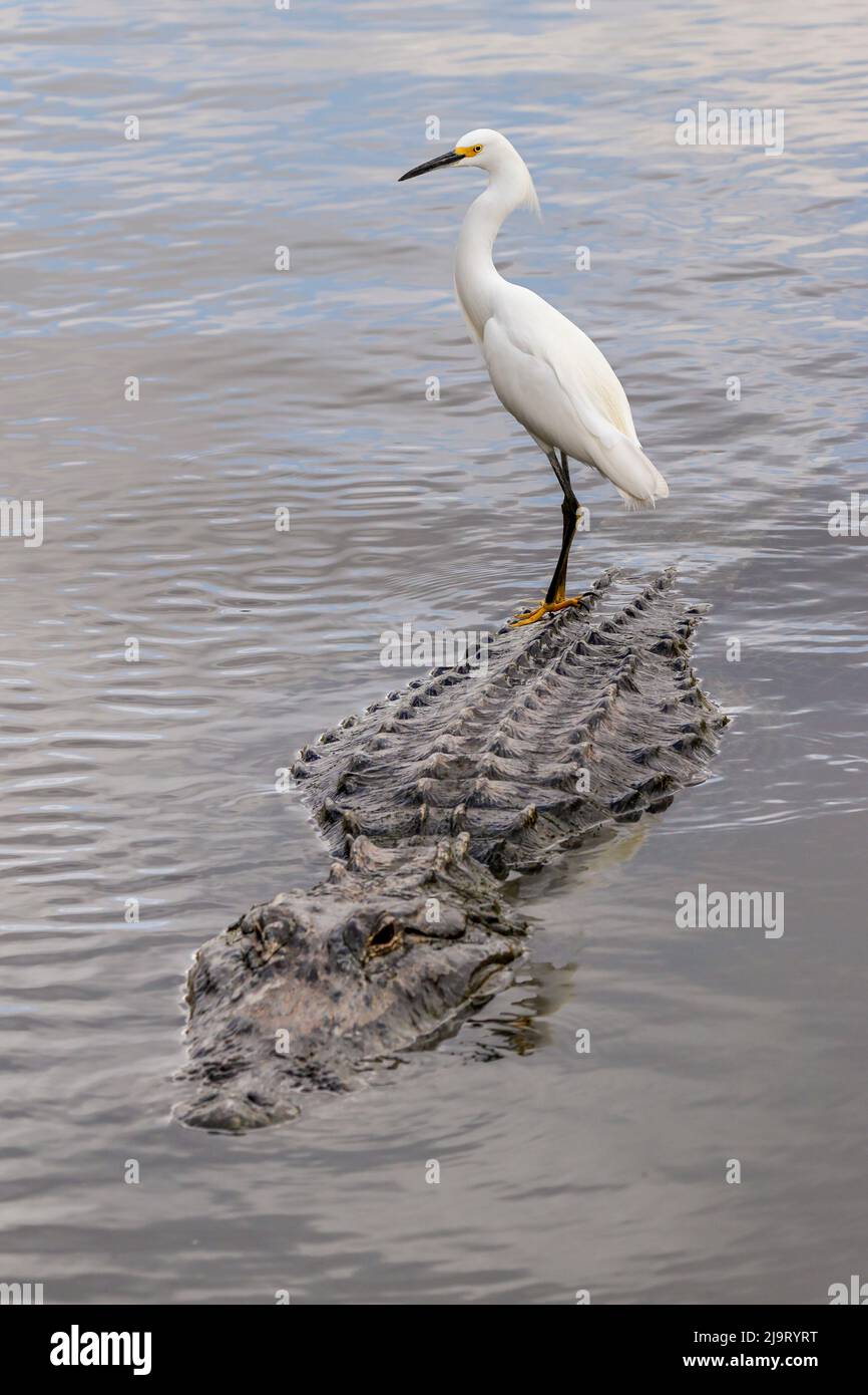 Riding an alligator hi-res stock photography and images - Alamy