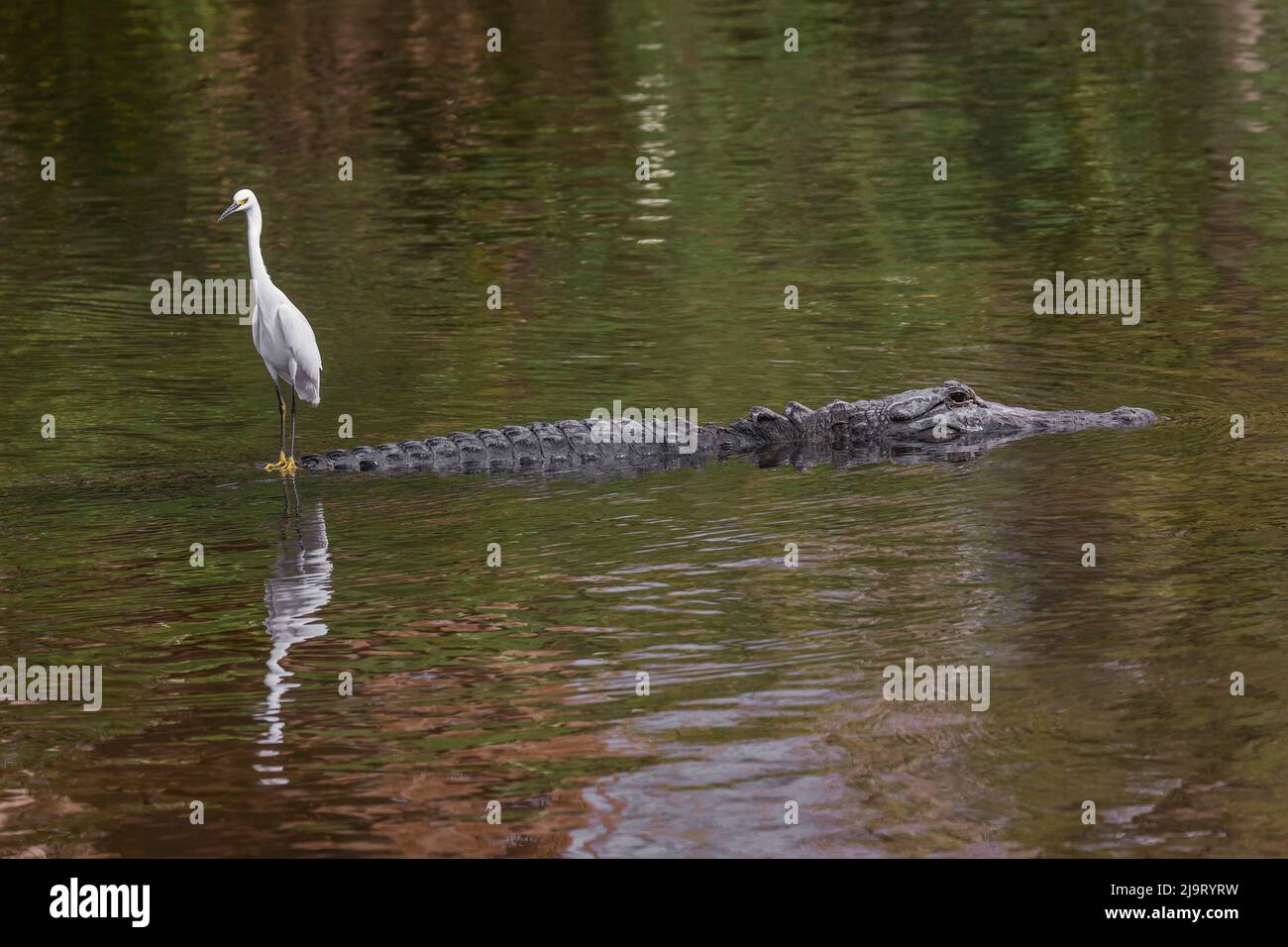 Riding an alligator hi-res stock photography and images - Alamy