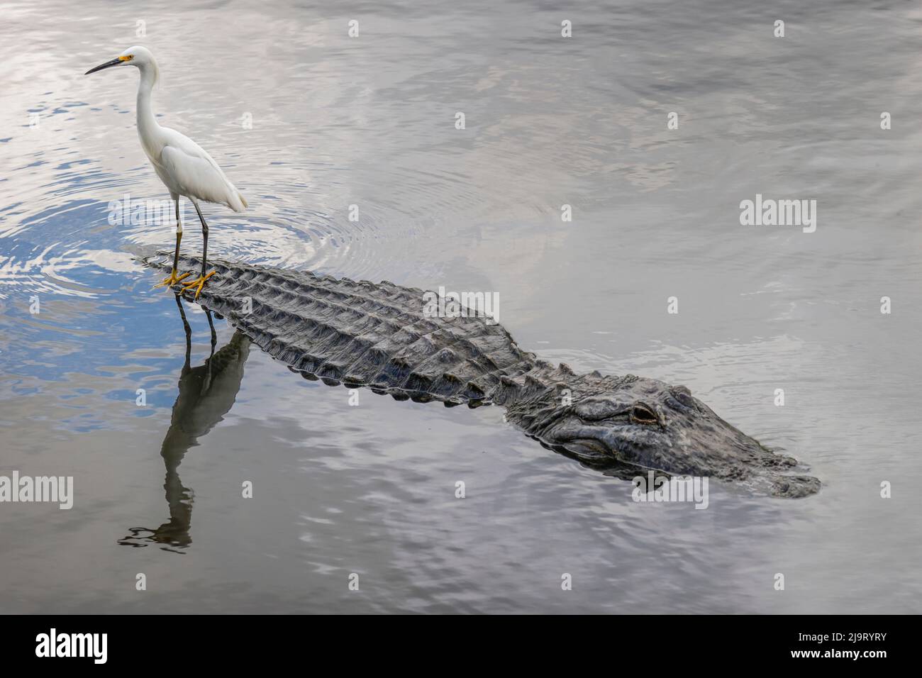 Riding an alligator hi-res stock photography and images - Alamy