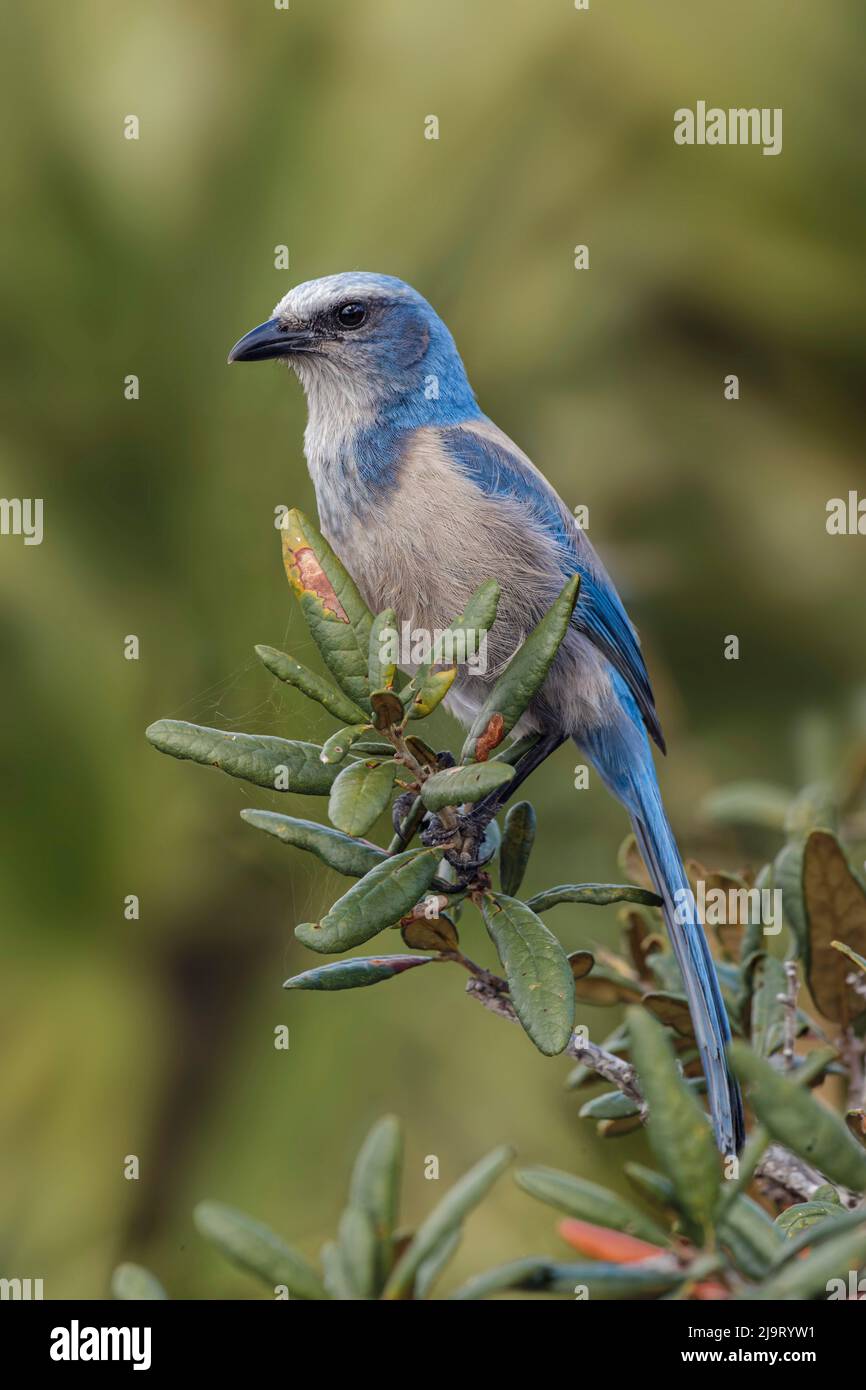 Florida scrub jay, Merritt Island National Wildlife Refuge, Florida ...