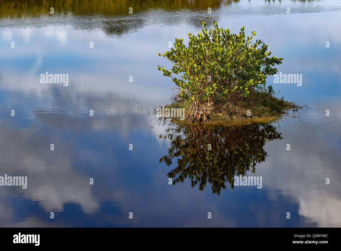 Red mangrove and cloud reflection on calm water, Merritt Island ...