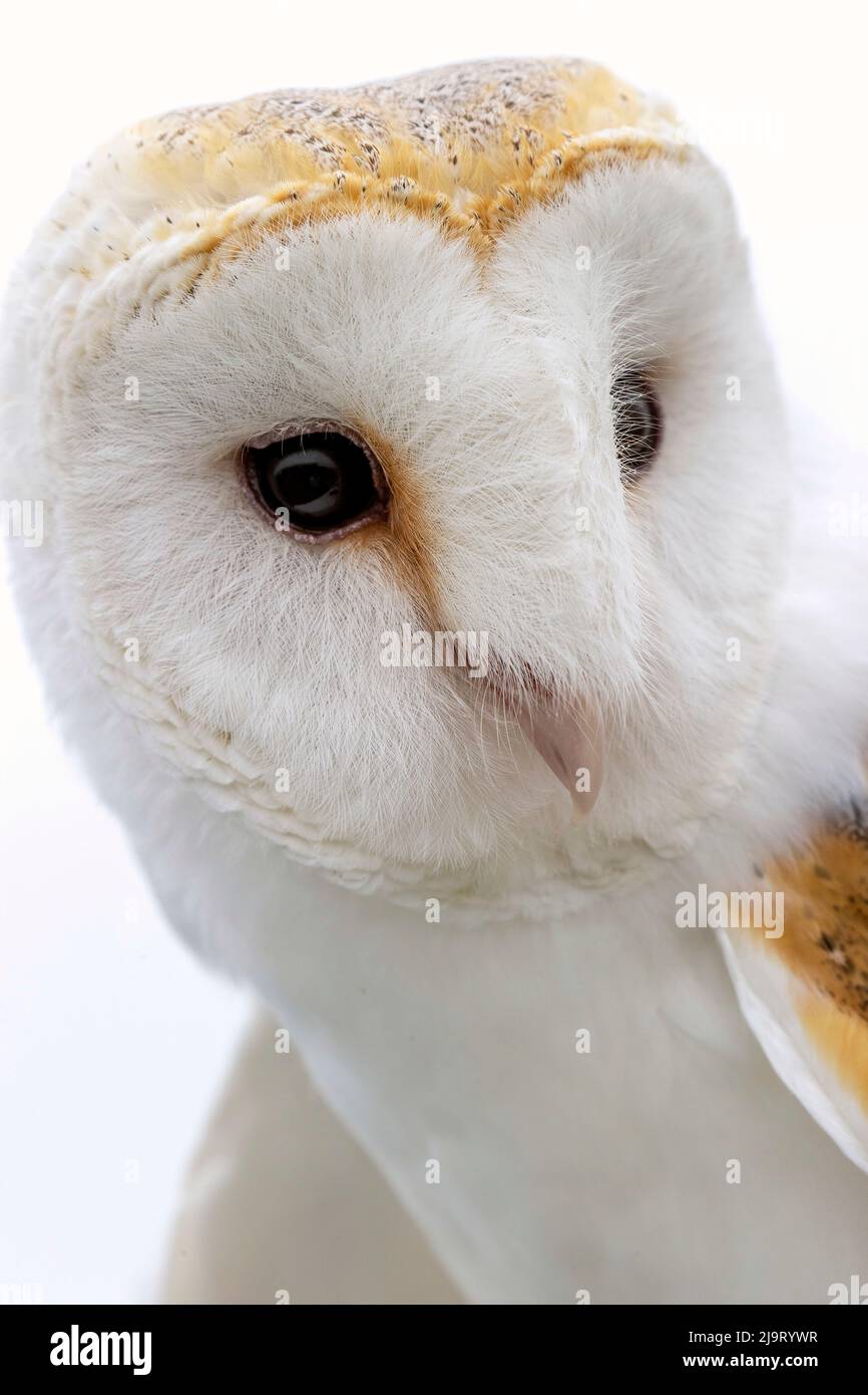 Barn owl, Tyto alba, Florida Stock Photo - Alamy