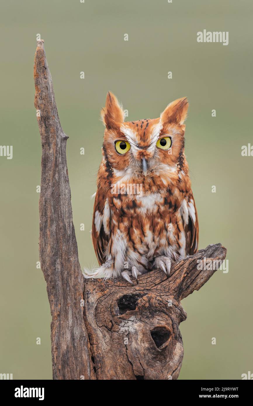 Eastern screech owl, Florida Stock Photo - Alamy