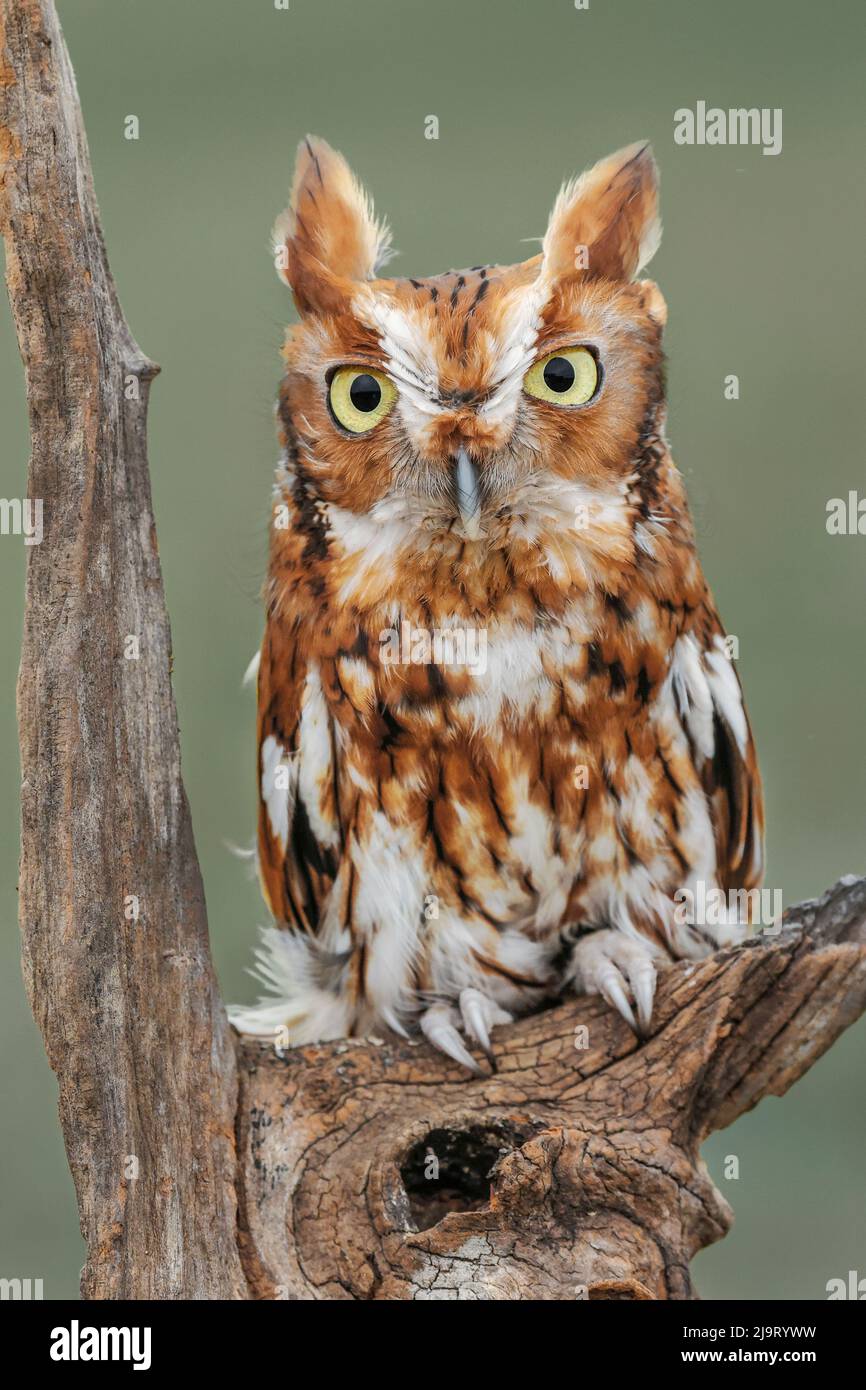 Eastern screech owl, Florida Stock Photo - Alamy