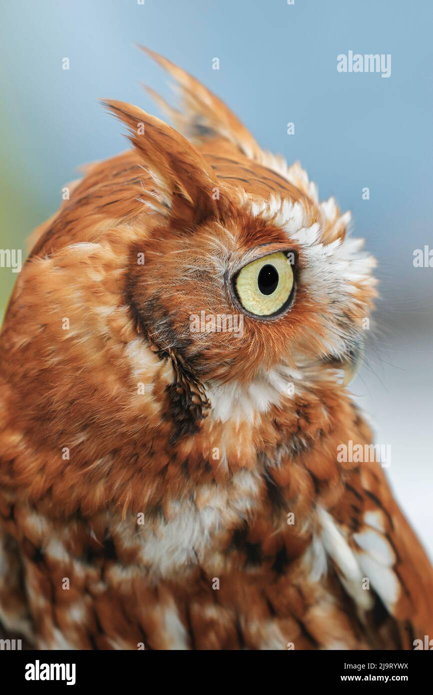 Eastern screech owl, Florida Stock Photo - Alamy