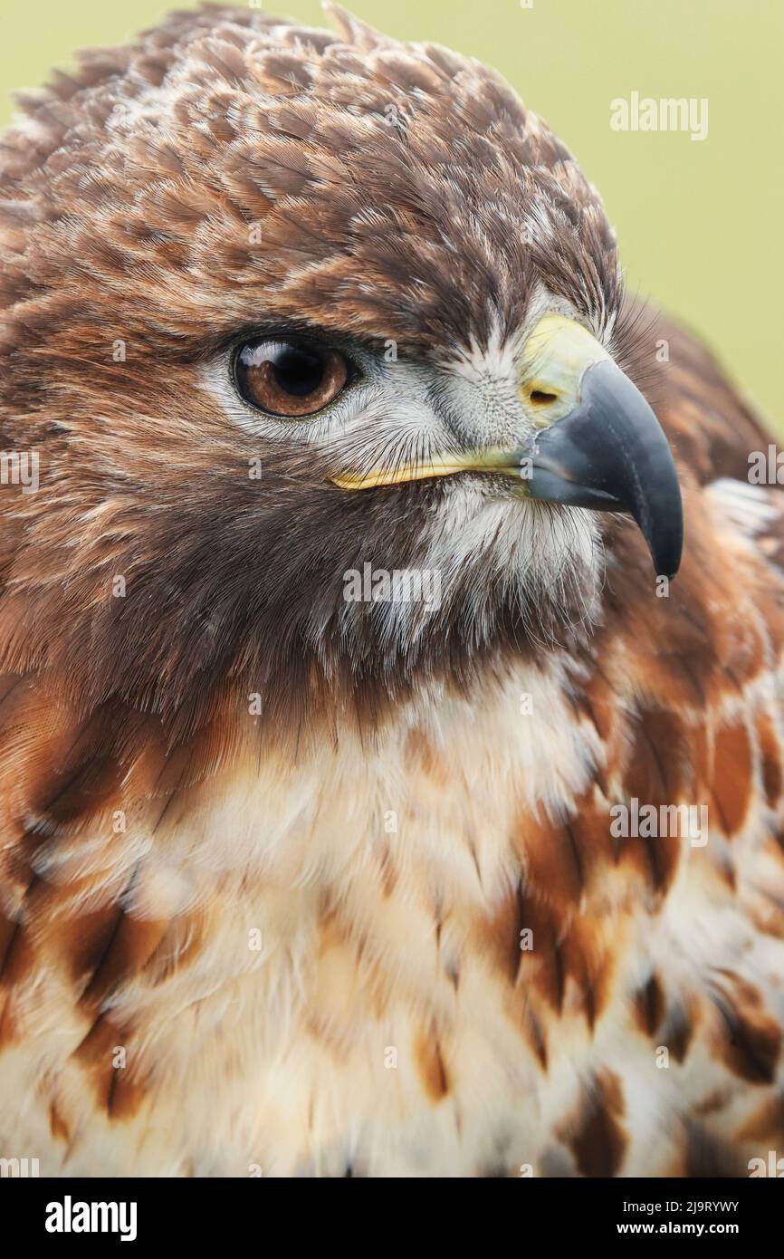 Red-tailed hawk, Florida Stock Photo - Alamy