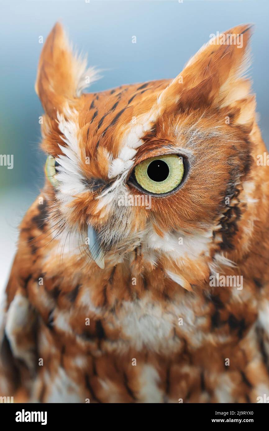 Eastern screech owl, Florida Stock Photo - Alamy
