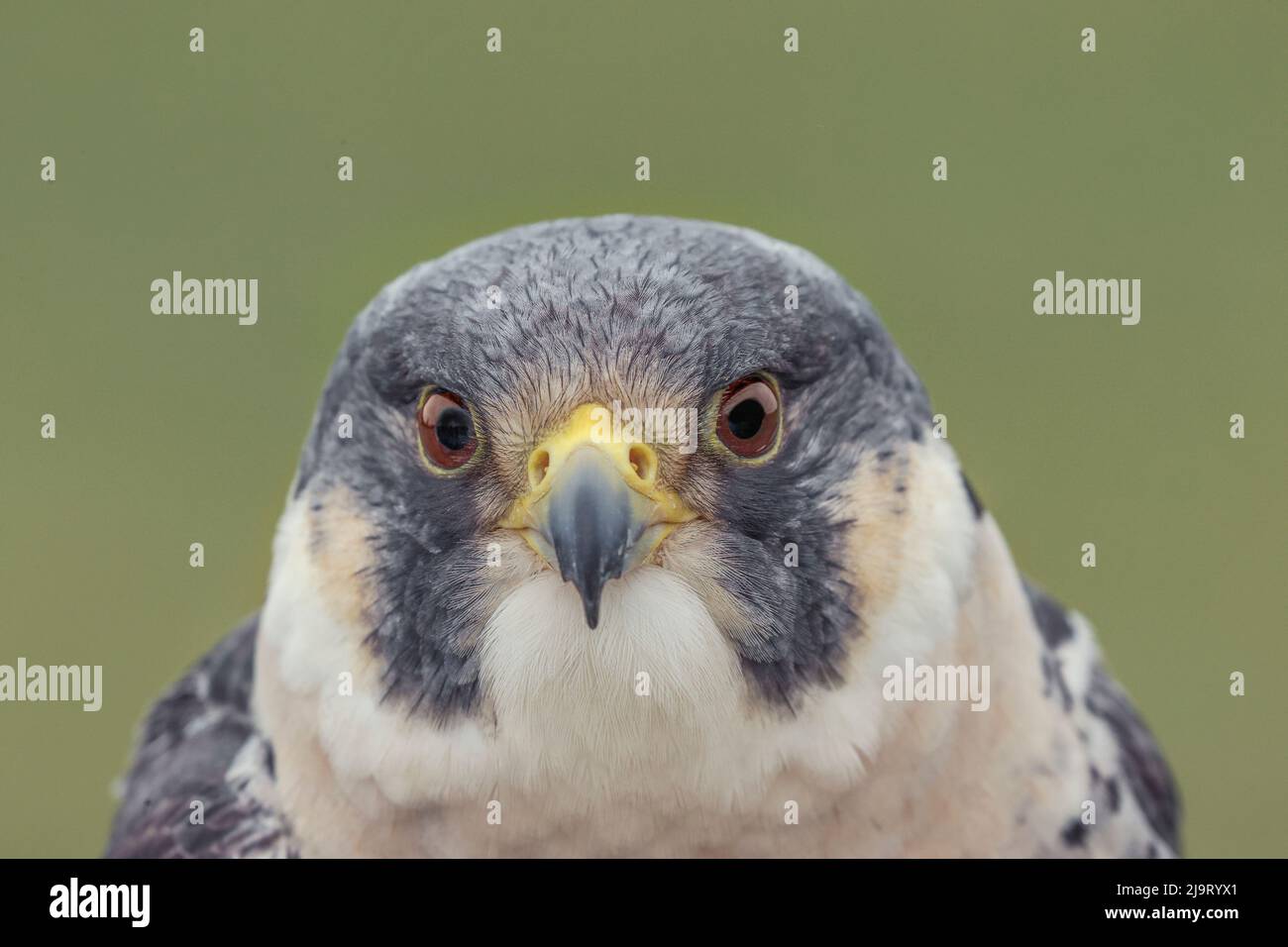 Peregrine falcon, Florida Stock Photo - Alamy