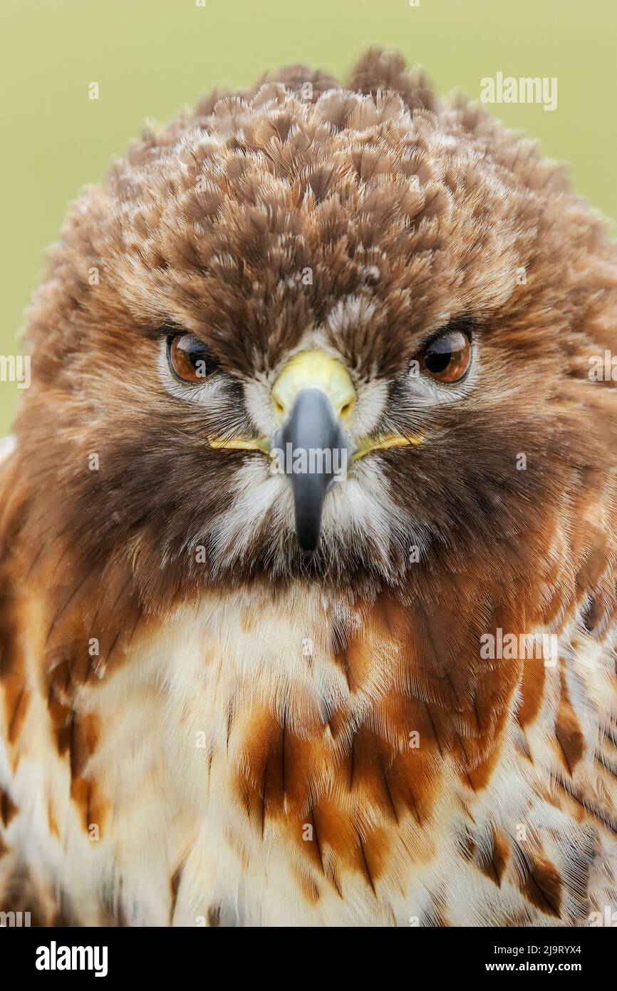 Red-tailed hawk, Florida Stock Photo - Alamy