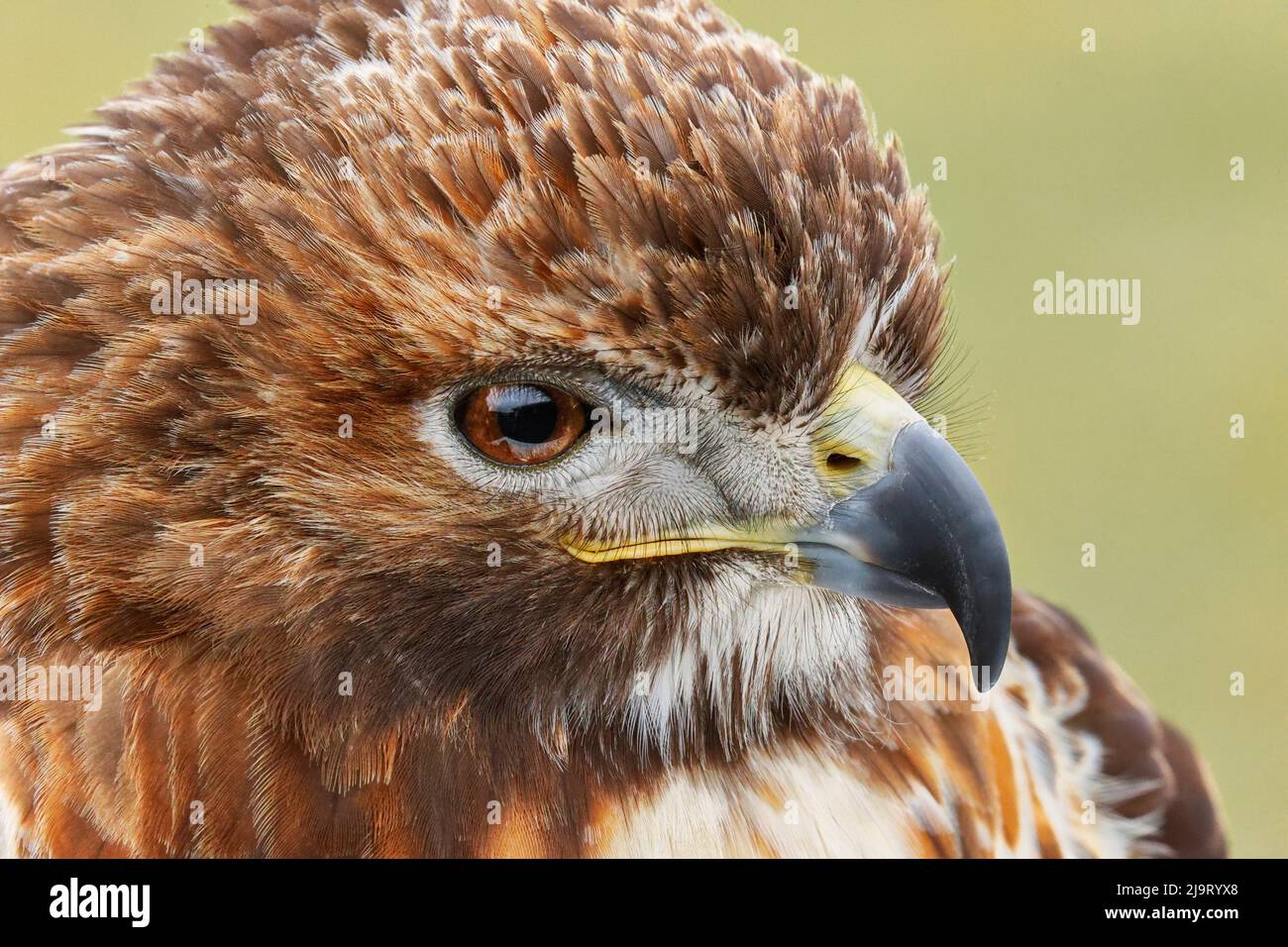 Male red tailed hawk hi-res stock photography and images - Alamy