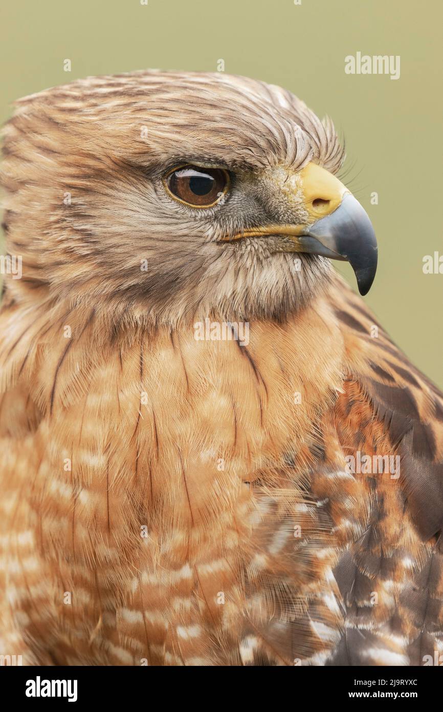 Hawk florida hi-res stock photography and images - Alamy