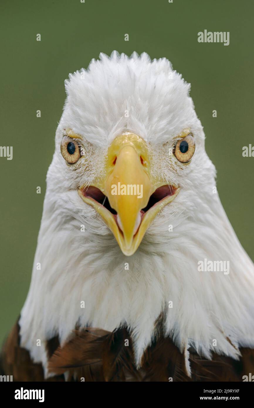 Bald eagle florida hi-res stock photography and images - Alamy