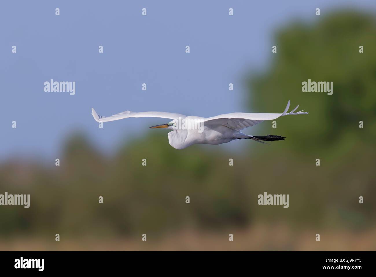 Flying stick hi-res stock photography and images - Alamy