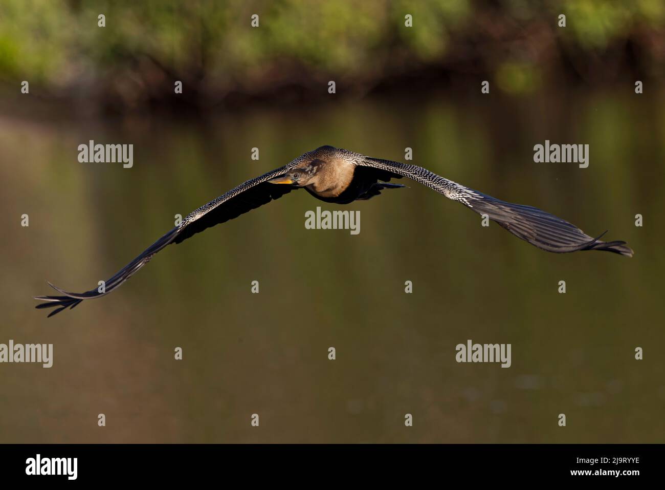 Flying venice hi-res stock photography and images - Alamy