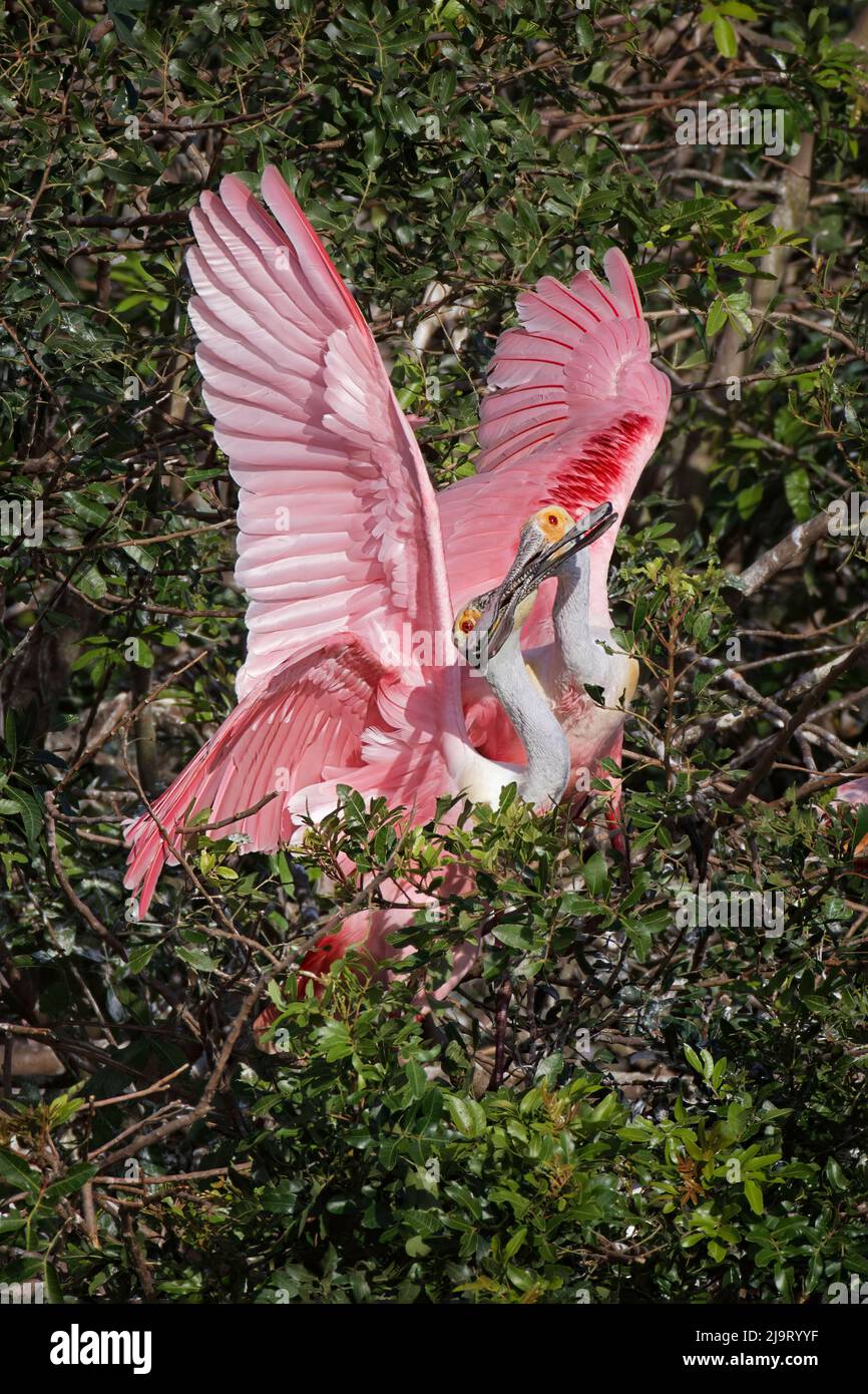 Roseate spoonbills fighting over nesting territory in rookery, Stick ...