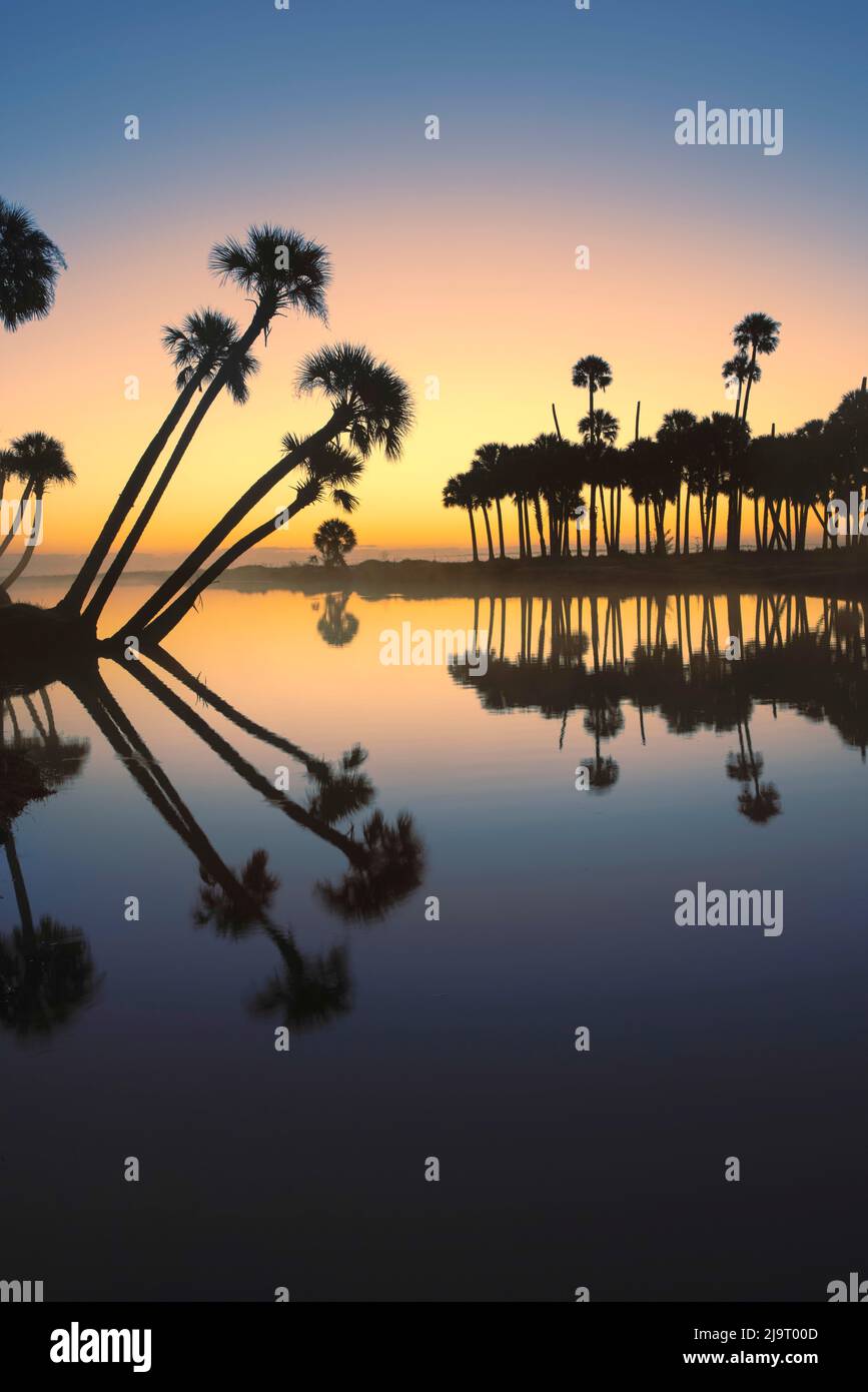 Sable palms silhouetted at sunrise on the Econlockhatchee River, a ...