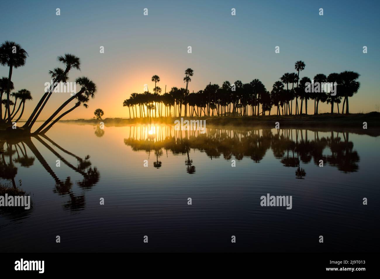 Sable palms silhouetted at sunrise on the Econlockhatchee River, a ...