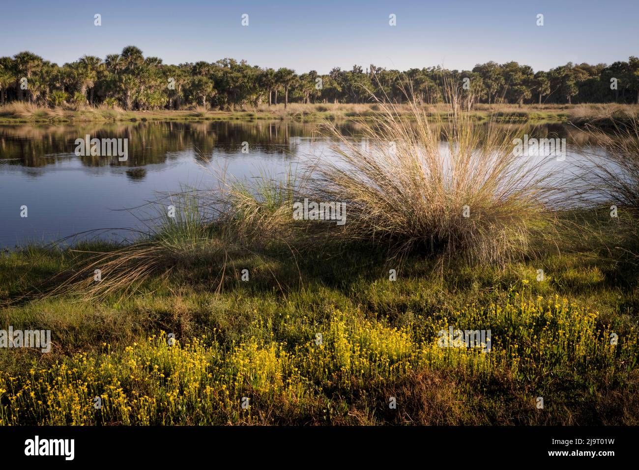 Blackwater tributary hi-res stock photography and images - Alamy