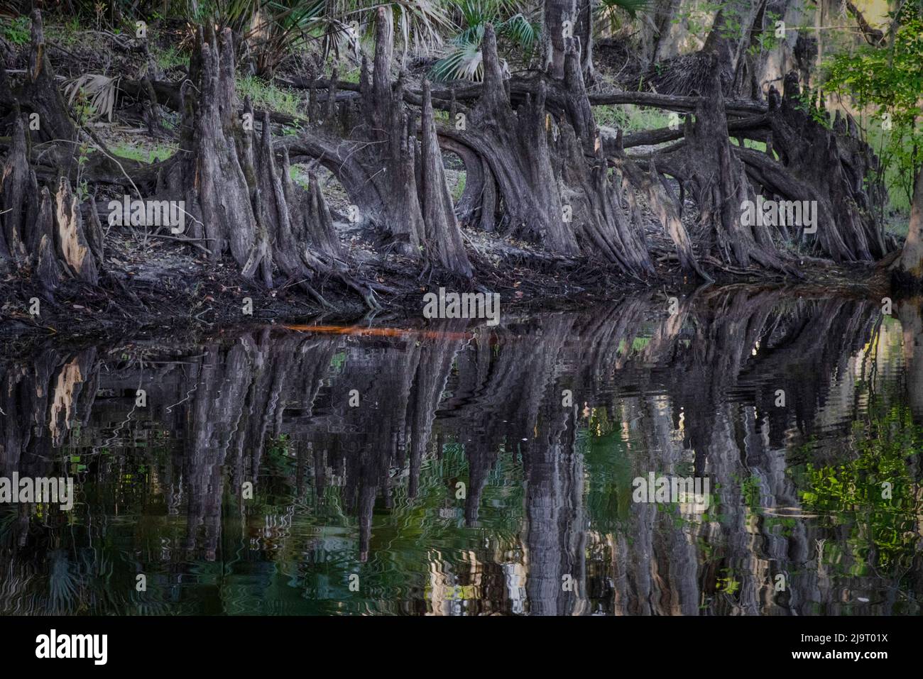 Blackwater tributary hi-res stock photography and images - Alamy